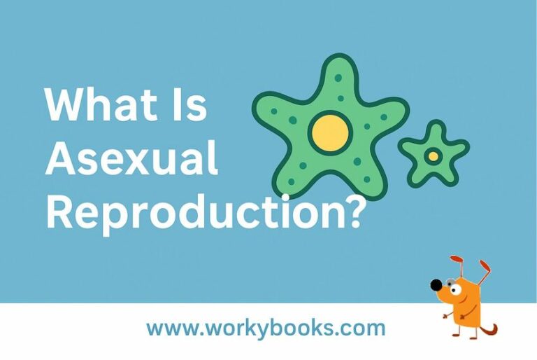 Asexual Reproduction: Definition, Types, and Advantages | Workybooks